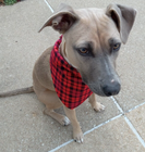 Dog Bandana, Tie On, Christmas, Red, Black, Tarleton Plaid, M, L | eBay