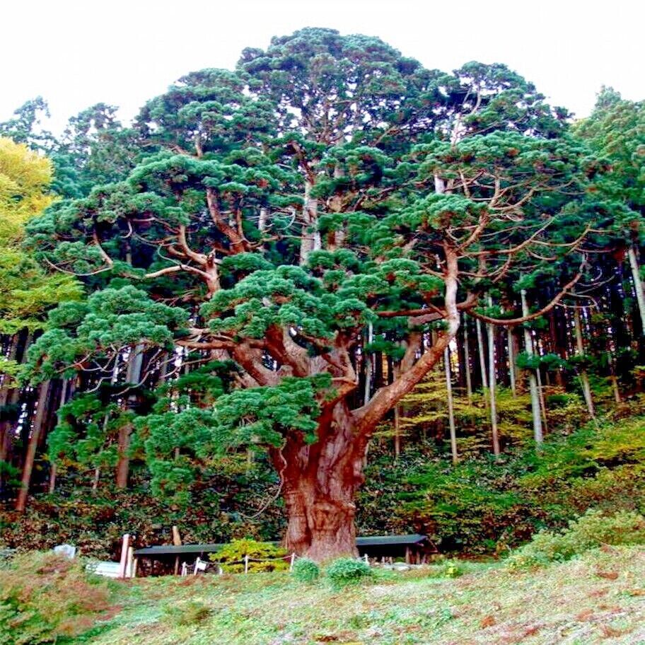 Japanese Red Cedar Tree Seeds (Cryptomeria japonica) Sugi Evergreen or ...