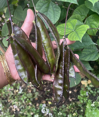 Uri. Hyacinth Bean. High Yield. Sheem shim. Bangladeshi Vegetable Seed ...