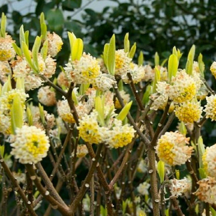 Edgeworthia Chrysantha Paper Bush