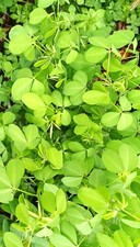 CHIPILIN Guatemalan Giant Chepil C. longirostrata 10 SEEDS RARE ...