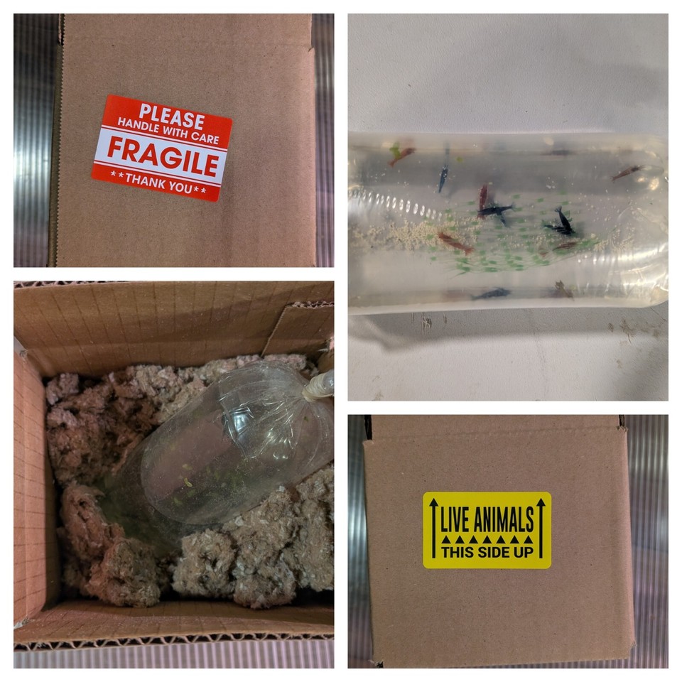 10+2 Blue Carbon Rili - Freshwater Neocaridina Aquarium Shrimp Live ...