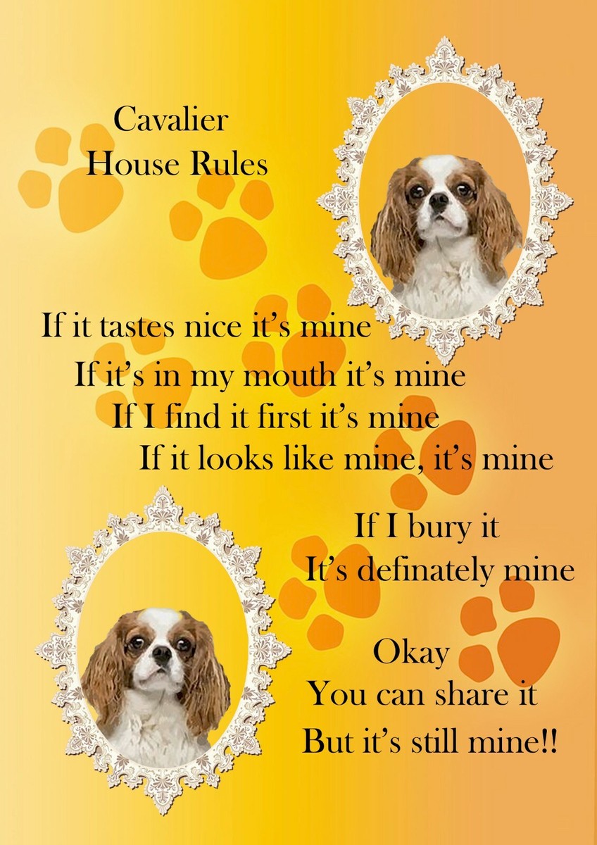 Cavalier King Charles Quotes