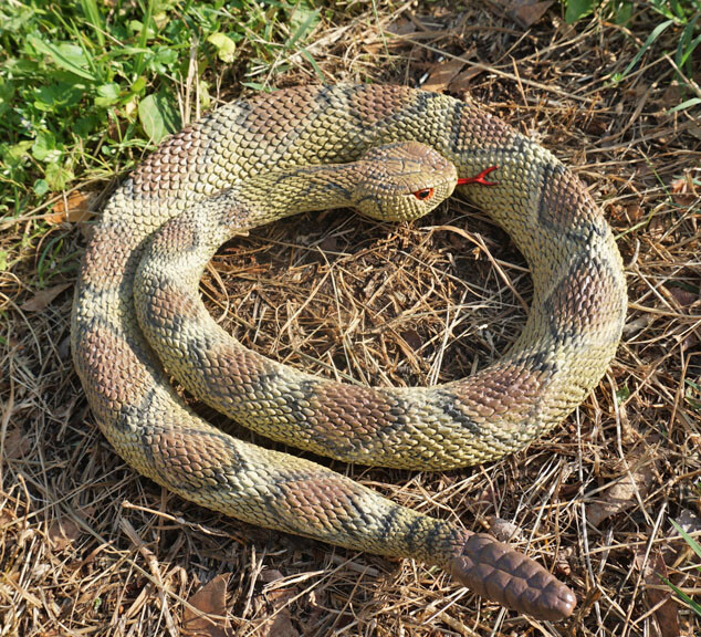 Tattoos Diamondback Rattlesnake