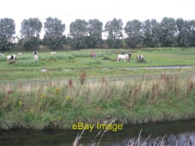 Photo 6x4 Horses grazing on Butterwick Common East Butterwick c2010 ...