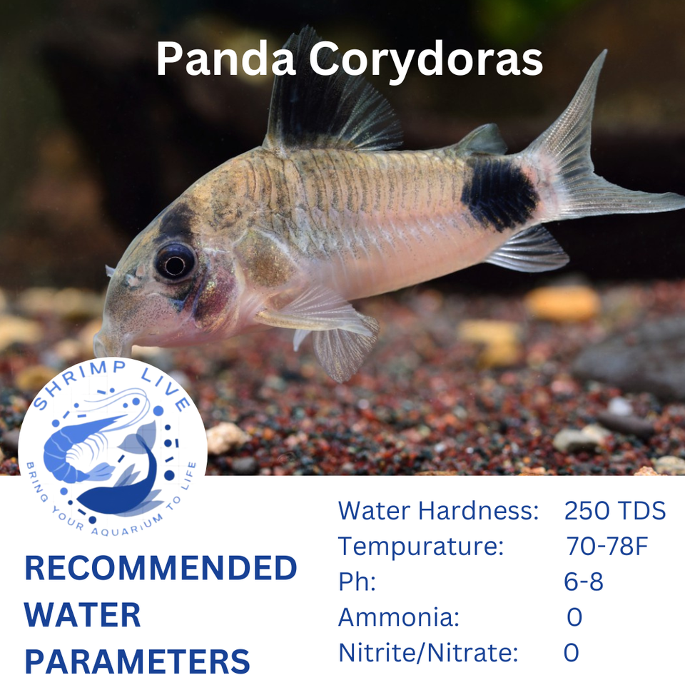 2x panda Cory - Corydoras panda Catfish - Live Fish | eBay