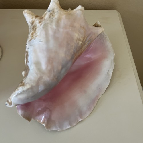 9" Conch 4 Pound Snail Sea Shell Spiral Pink White Ocean Seashell ...