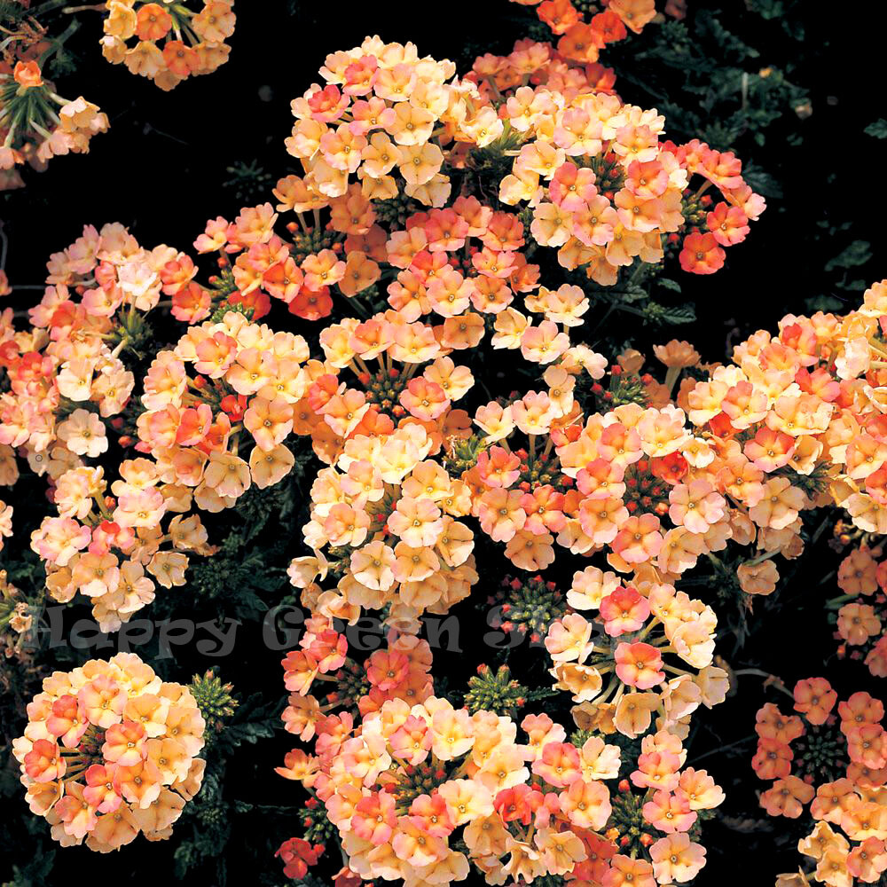 Verbena Apricot Dwarf 110 seeds - Verbena Hybrida Nana Compacta ...
