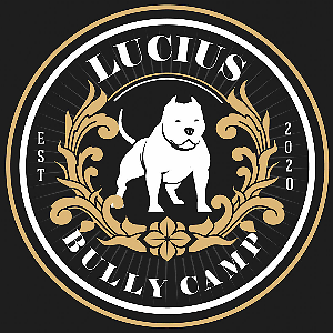 Lucius Bully Camp | eBay Stores