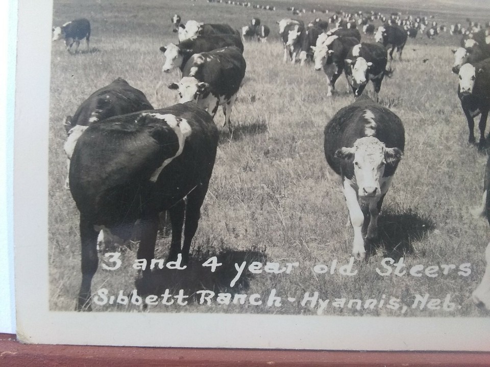 Vintage RPPC, 3 and 4 year old steers Sibbett ranch. Hyannis, Nebraska ...