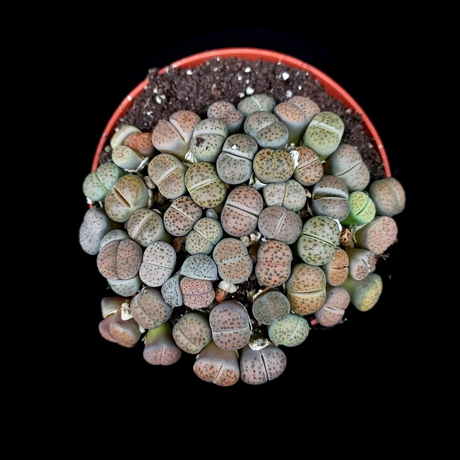 Mixed Lithops group Living Stones pebble plant succulent in 8cm pot | eBay