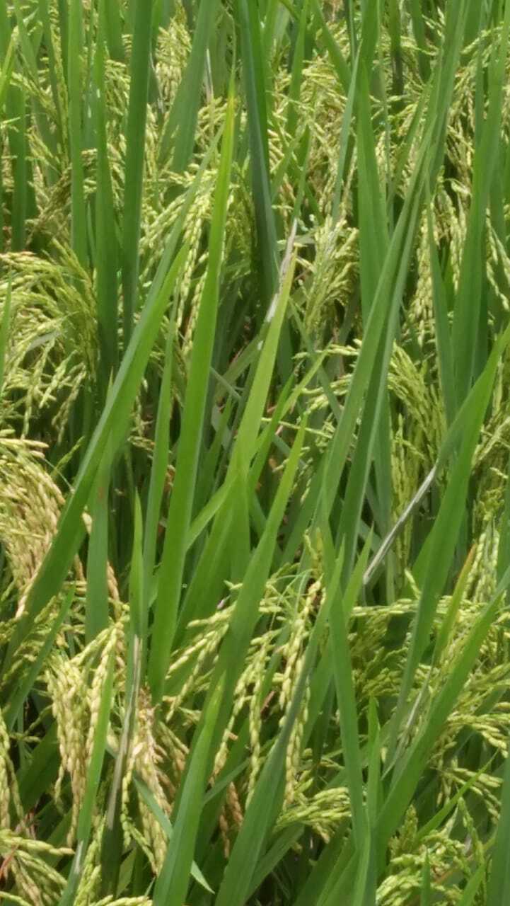 100% Natural brown Red Rice Paddy free shipping Organic Healthy New ...