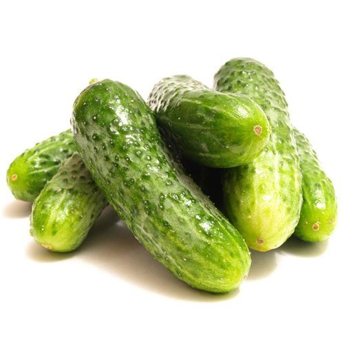 1 Pack 100 Fruit Cucumber Seeds Cucumis Mini Cuke Seed Organic Heirloom ...