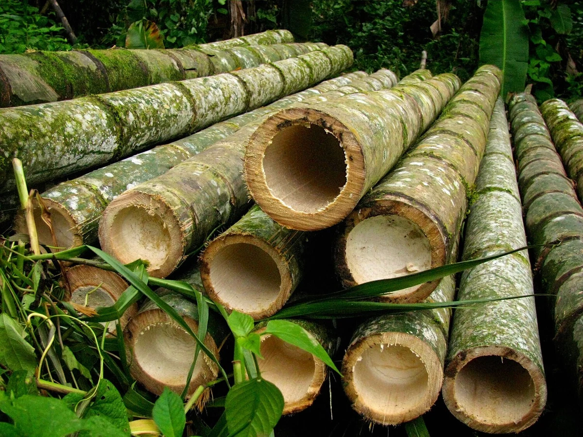 Graines De Bambou Moso En Vrac