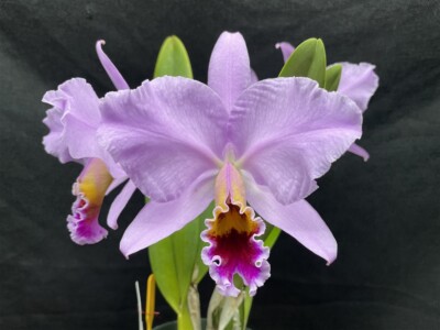 C. percivaliana `Pop Fizz' (`Summit' FCC/AOS x dk oc) Cattleya Orchid ...