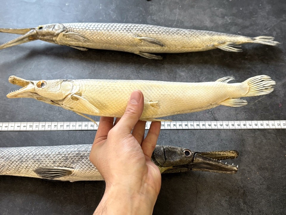 Taxidermy White Gold aligator gar Museum Quality Real Fish Skin Mount ...