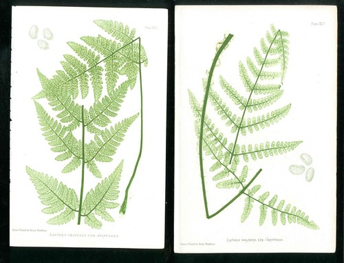 1859 Thomas Moore Orig Bradbury Nature Printed Fern 2 Antique Prints ...