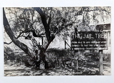 RPPC Famous Jail Tree Wickenburg Arizona Unposted Early 1940s | eBay