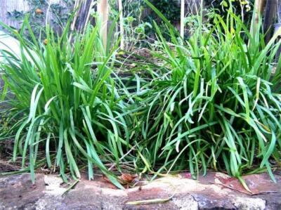 Organic Chinese Gow Choy Garlic Chives HP, 200 Seeds, FAST Grower, Keep ...