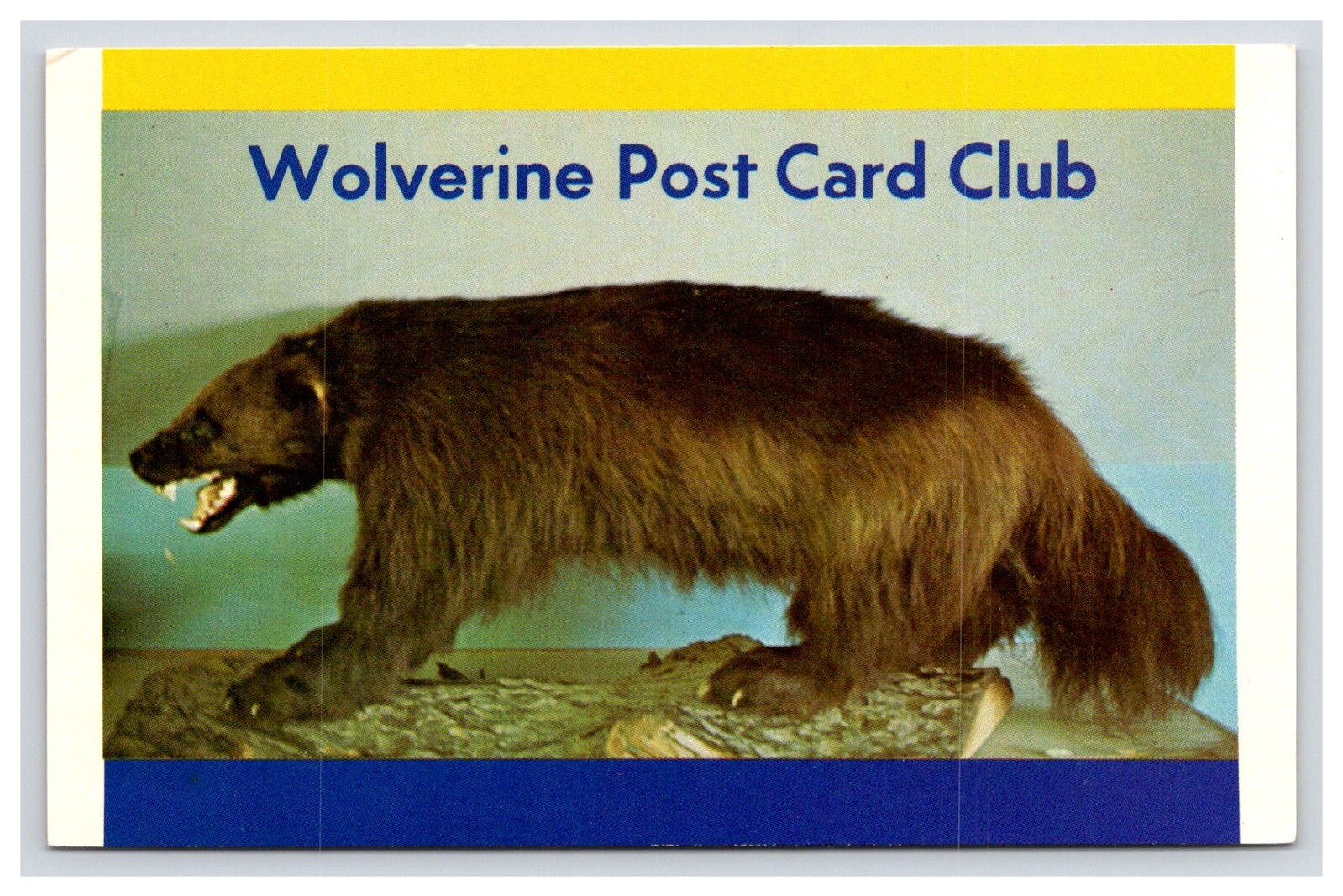 Postcard: MI Wolverine Post Card Club, Detroit, Michigan - Unposted | eBay