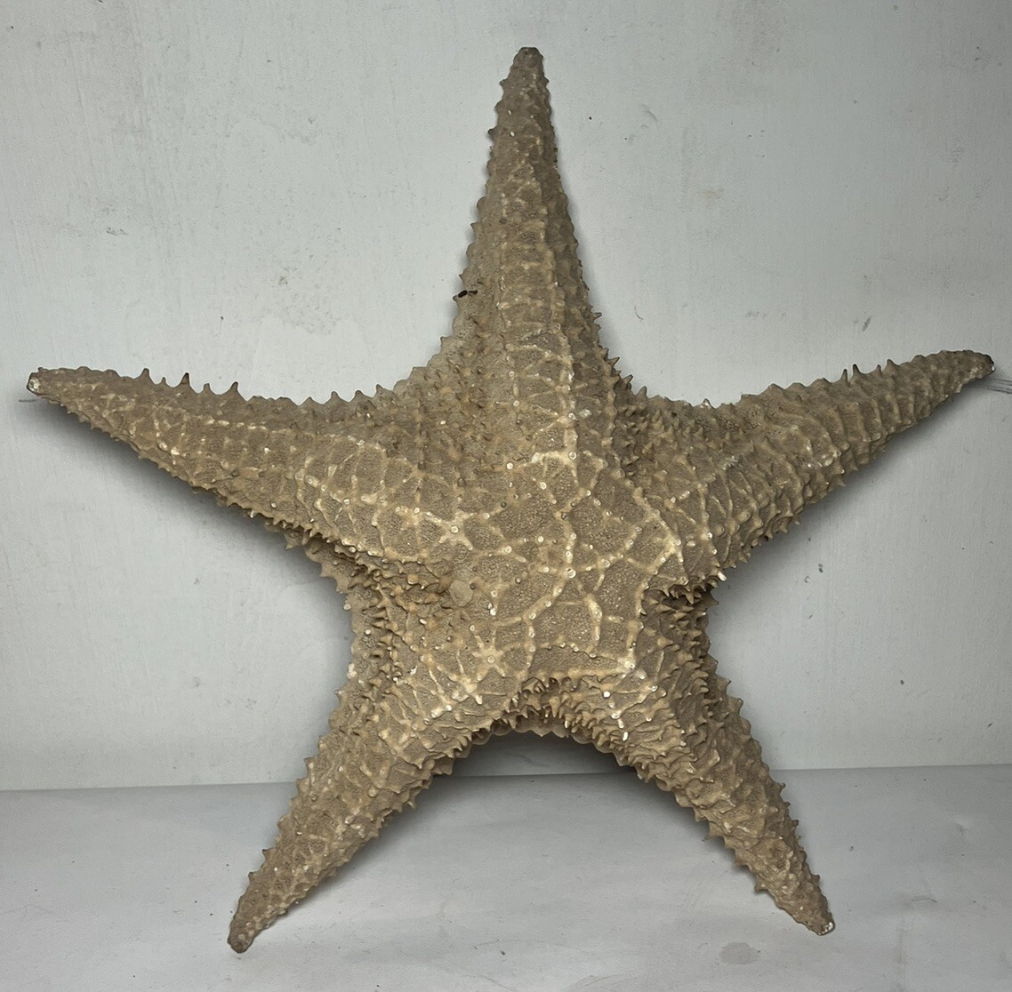 Vintage Starfish Real Dried Seashell Shell Large 11-1/2” Ocean Decor ...