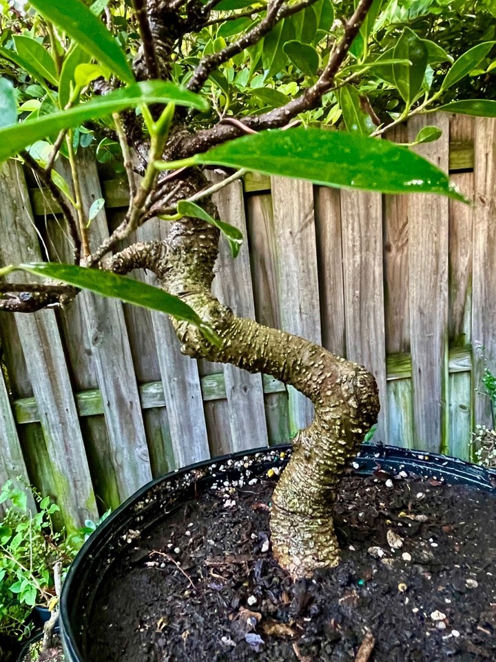 Tigerbark Ficus Bonsai Tree aerial roots 12 years Ariel /Fat trunk | eBay