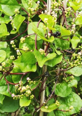 Bangladeshi Green Malabar Spinach-Poi Shak homegrown 100% organic | eBay UK
