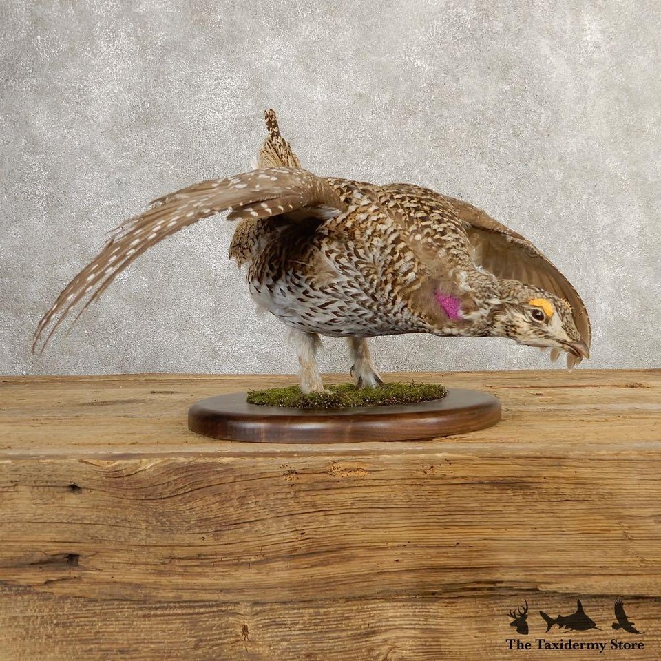 #20771 P | Sharp-tailed Grouse Taxidermy Bird Mount For Sale | eBay