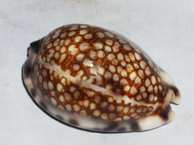 CYPRAEA HISTRIO EXTRA CALLOUSED | eBay