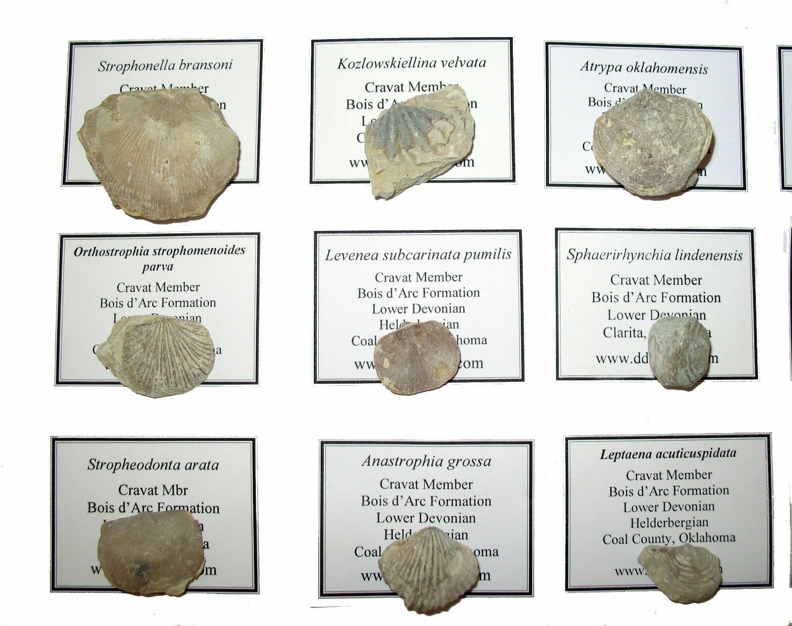 Devonian brachiopod snail coral crinoid fossils Haragan Oklahoma 20 ...