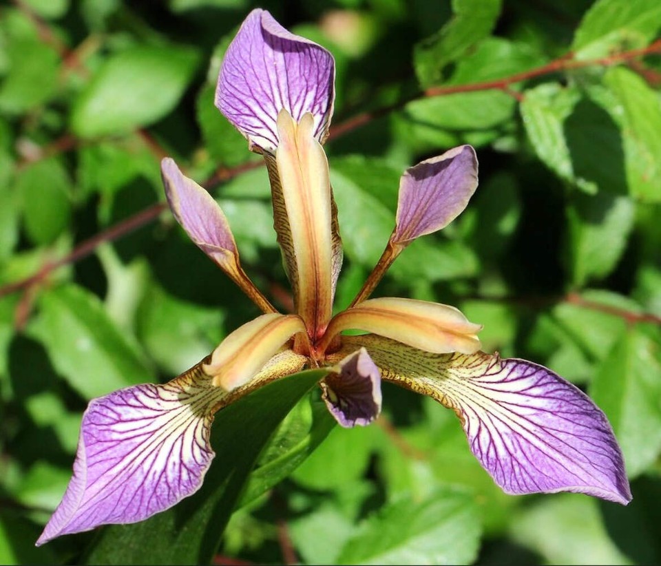 Iris foetidissima - Stinking iris | Gladwin iris | eBay UK