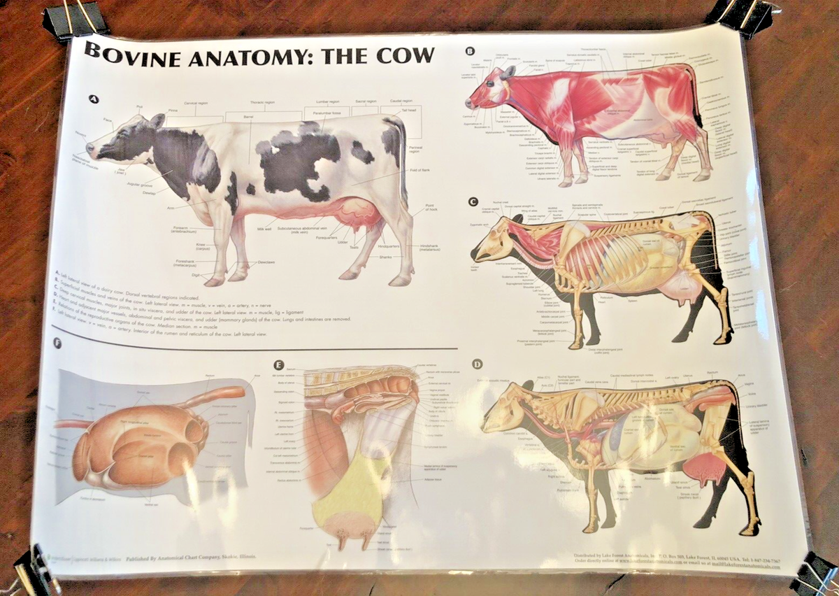 Bovine Anatomy Chart Dairy Skillathon Study Series: External Anatomy