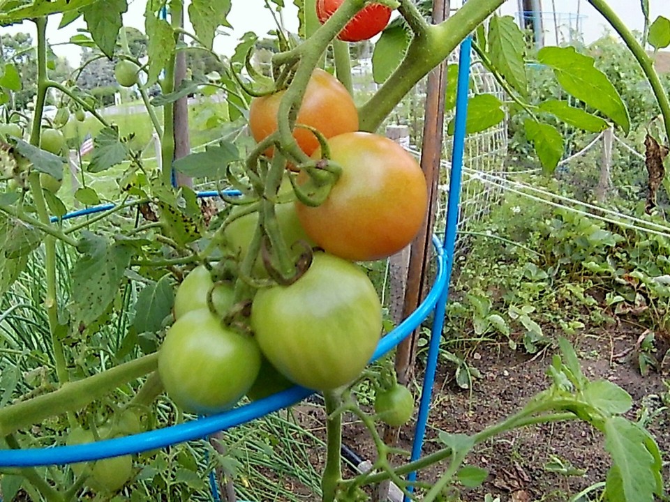 *2025* ORGANIC PINK PRINCESS CHERRY TOMATO 15 SEEDS SWEET "FRESH SUMMER ...