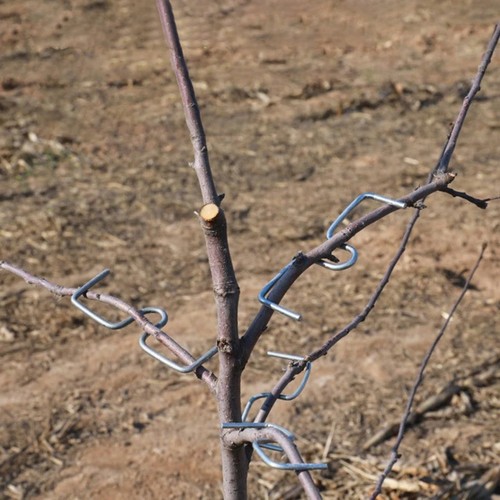 30 Piece Tree Training Tool for Managing Height and Shape of Fruit ...