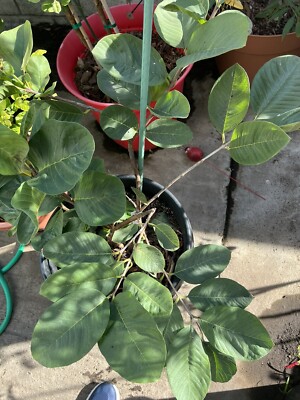 2.Airlayer Taiwan White Seedless & Thai square seedless Guava Tree ( 3 ...