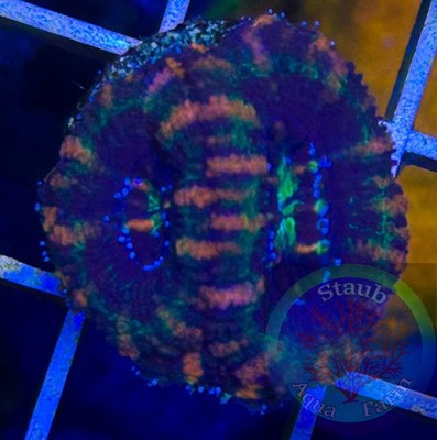 SAF~ ‘WYSIWYG” Purple Acan coral Frag Plug, Colony Live, LSP, Lord | eBay