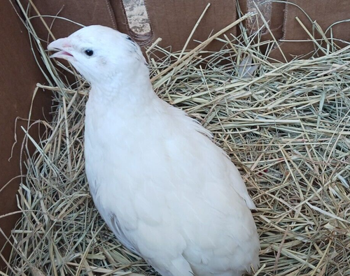 Coturnix quail hatching eggs - Jumbo White 12ct | eBay