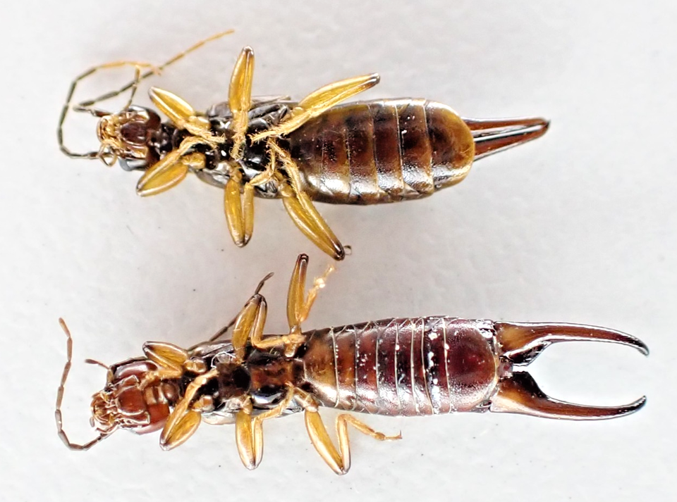 F596. Insects, Dermaptera sp. Vietnam North. 1900m | eBay