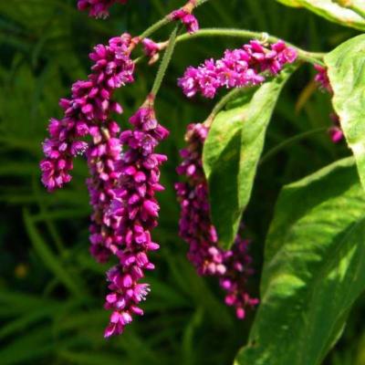Kiss-Me-Over-The-Garden-Gate Seeds - Polygonum Orientale - Annual - 50 ...