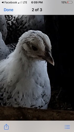 10+ Deathlayer Hatching Eggs (Gold ,silver, Lemon) Greenfire Farms | eBay