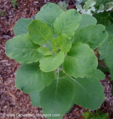 Papalo herb seed (Porophyllum ruderale ssp. macrocephalum) 30 fresh ...