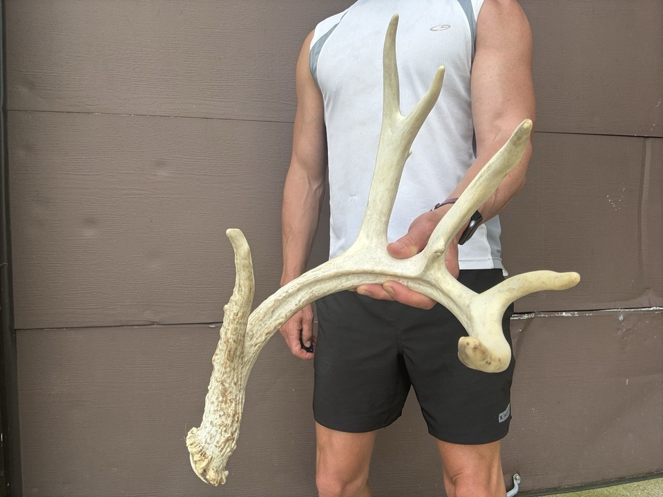 NICE 7 PT 72 4/8" Whitetail Deer Antler Sheds Horns Rustic Decor ...