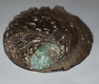 Natural Rainbow Abalone Shell Polished Seashell Fish Tank Aquarium Home ...