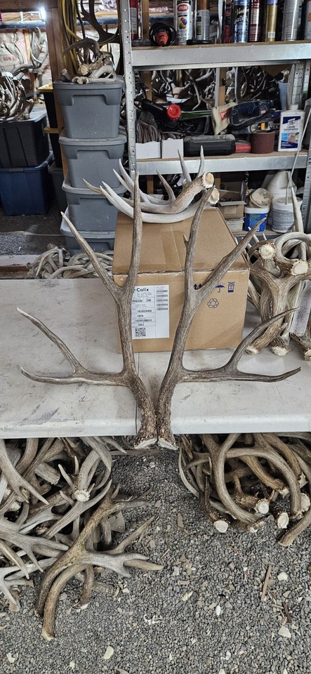 Huge 170s Mule Deer Set Antlers Horns Elk Moose Rack | eBay