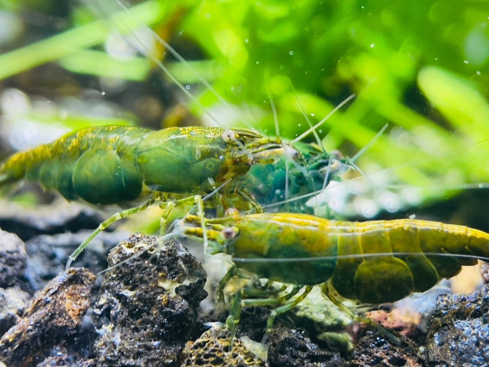 10+1 GREEN JADE - Freshwater Neocaridina Aquarium Shrimp. Live ...