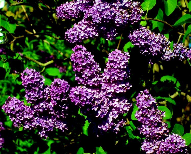 20 Common Lilac Purple Flower Tree Seeds Fragrant Hardy Perennial ...