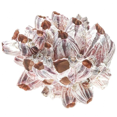 Balane (ou bernacle) déco - A l'unité - Taille: 9 à 11 cm | eBay