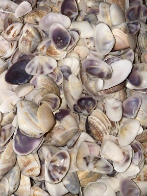 Purple Conquinas 550 Angel Wing Shells All Natural 1/2”-3/4” Very ...