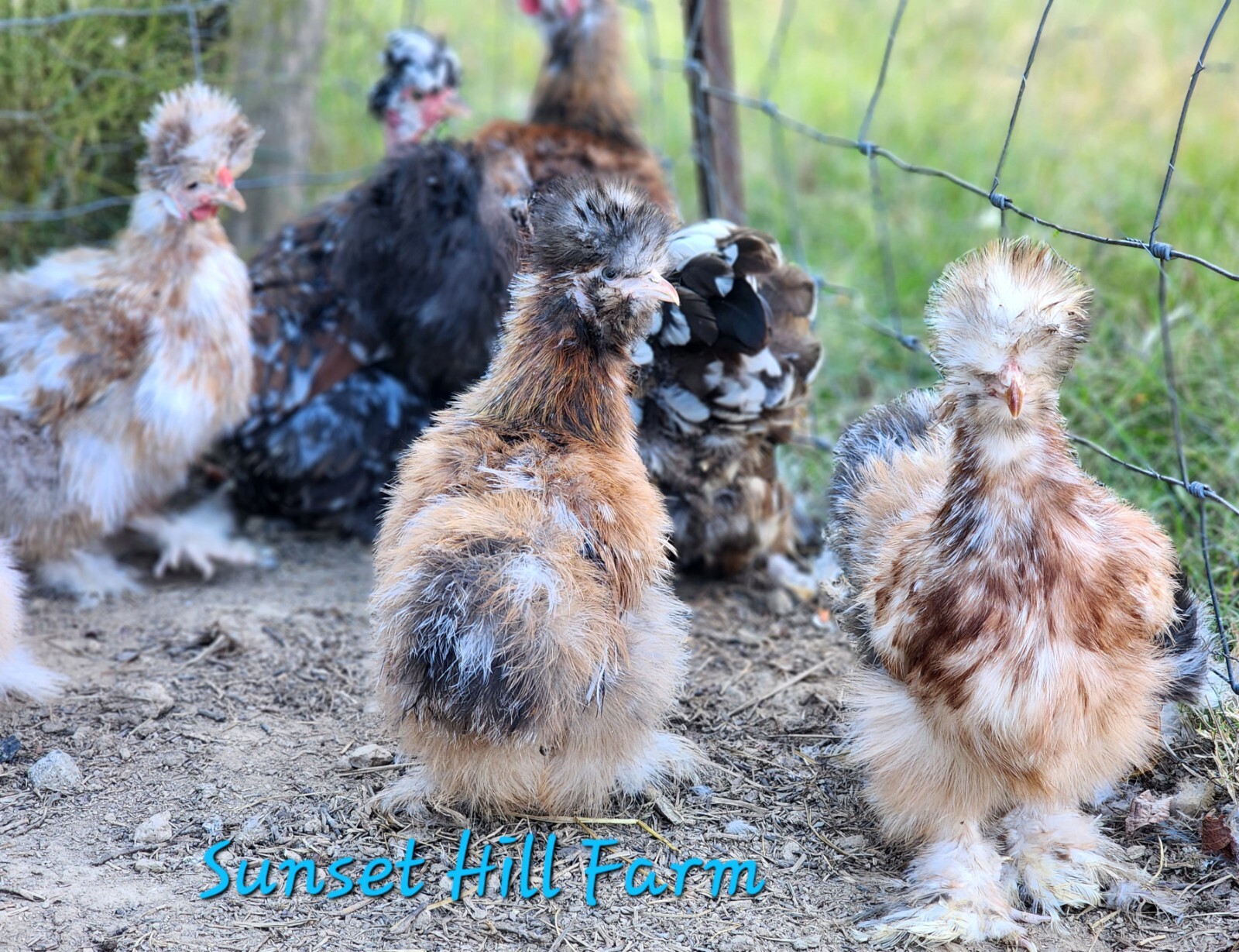 Silkie Hatching Eggs Mille Fleur 6 Calico Millie Showgirl Frizzle NPIP ...