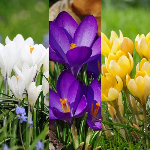 Crocus Spring Bulb Mix - Mixed Early Spring Outdoor Flowering Perennial ...